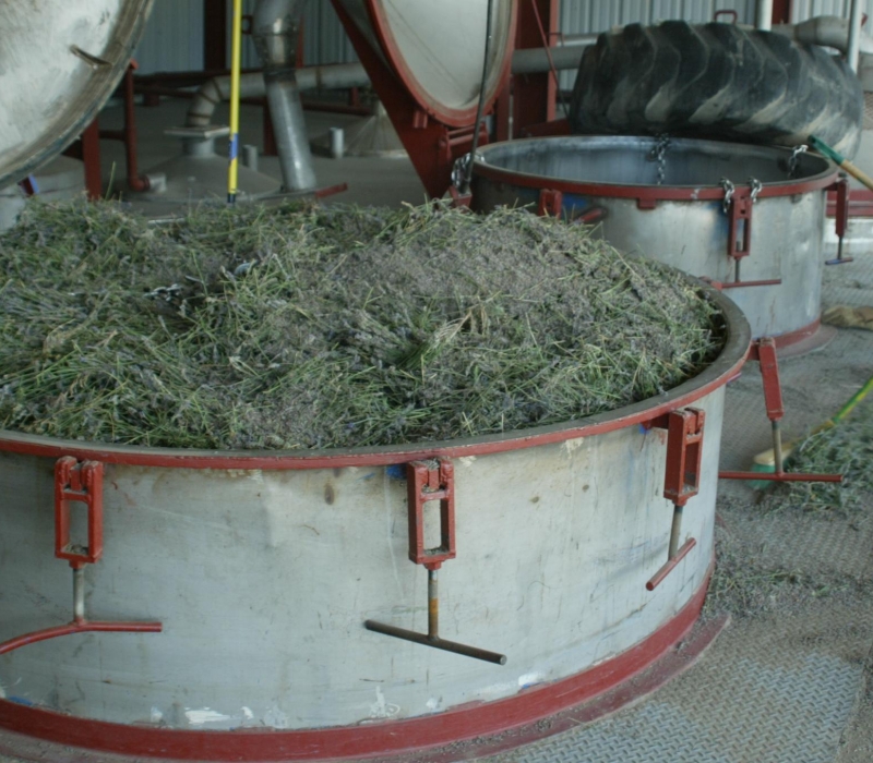 Arquivos Extração por Arraste a Vapor - Óleos Essenciais | O Guia do Brasil