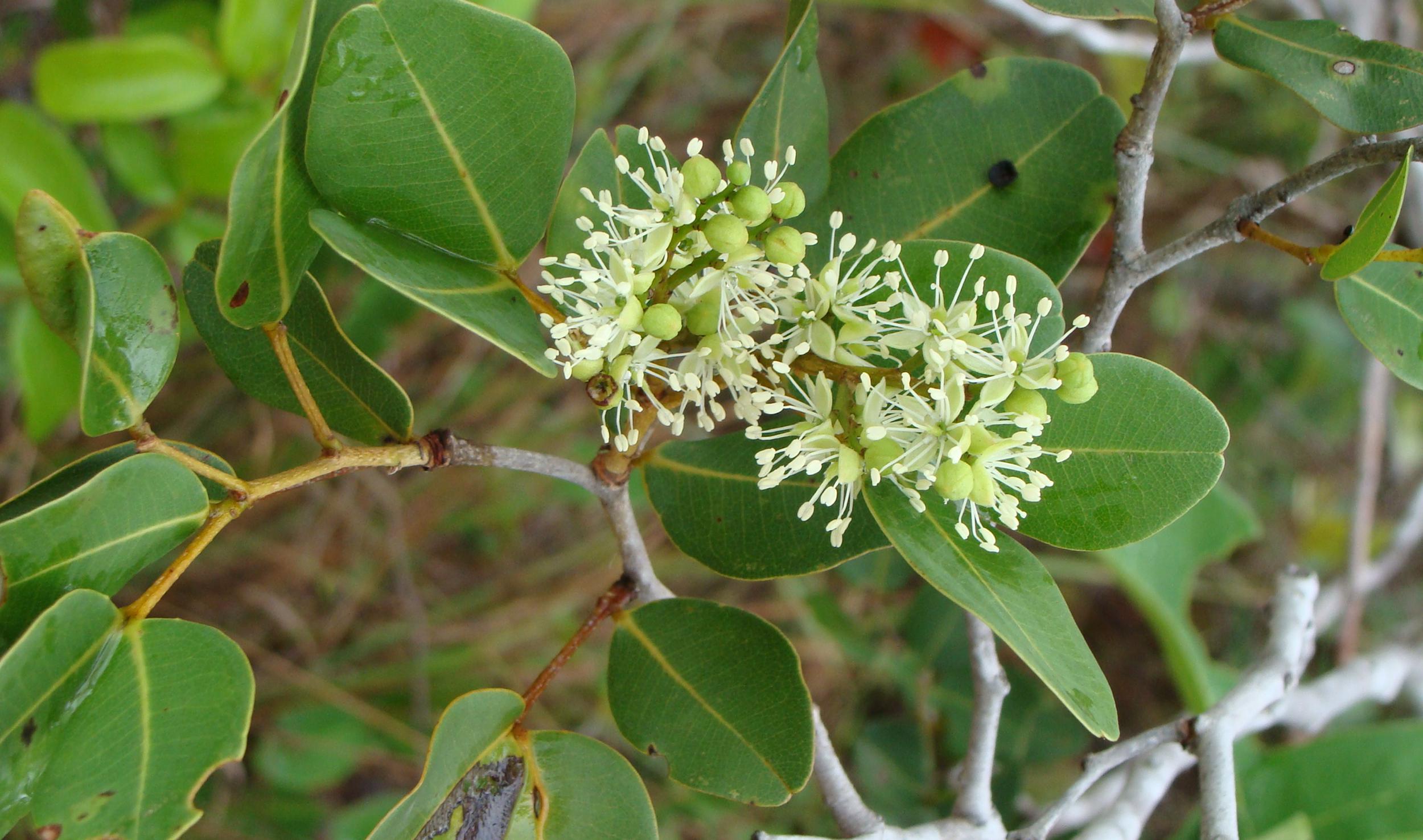 Óleo Essencial de Copaíba - Óleos Essenciais | O Guia do Brasil