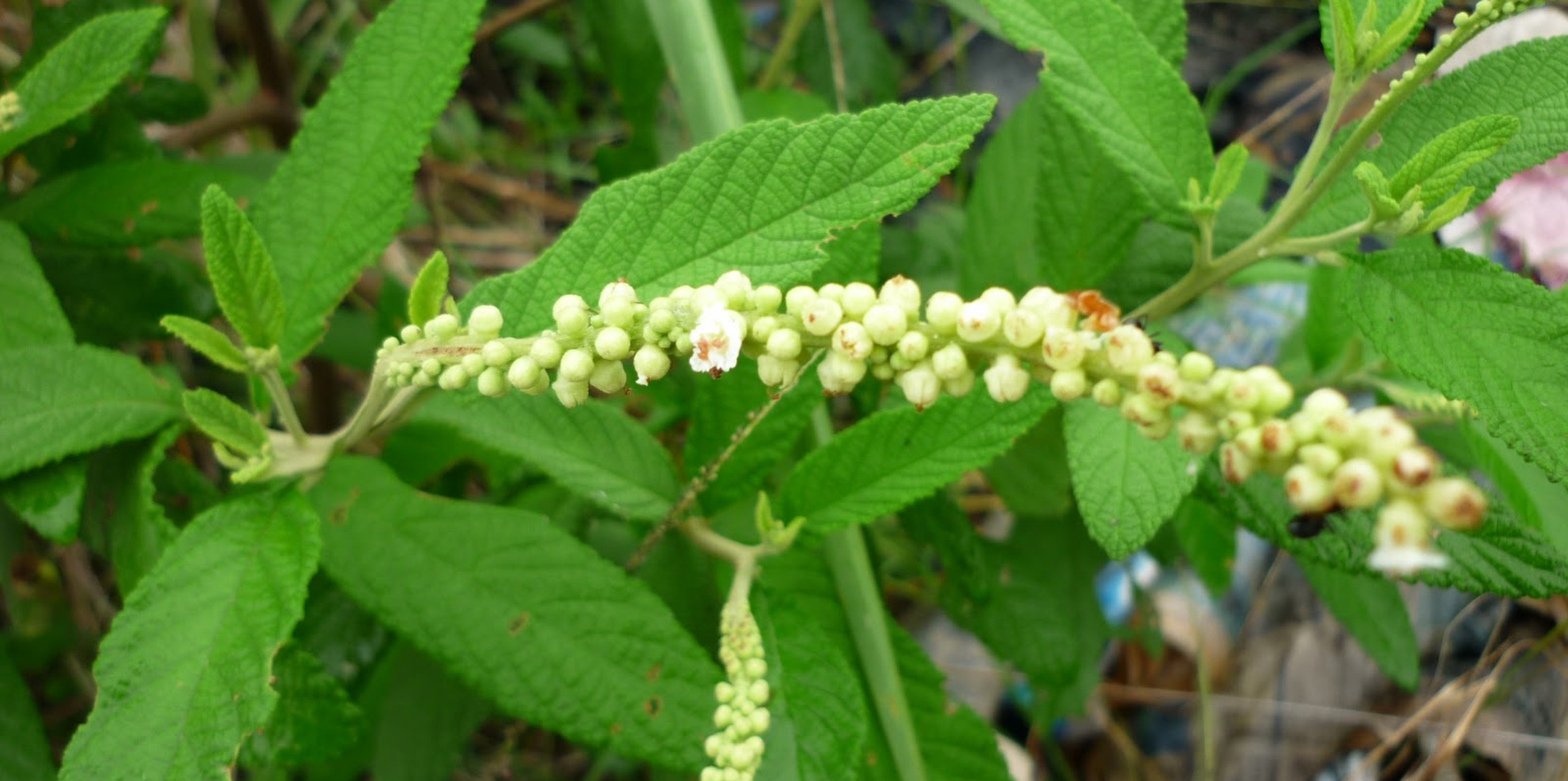 Óleo Essencial de Erva Baleeira - Óleos Essenciais | O Guia do Brasil